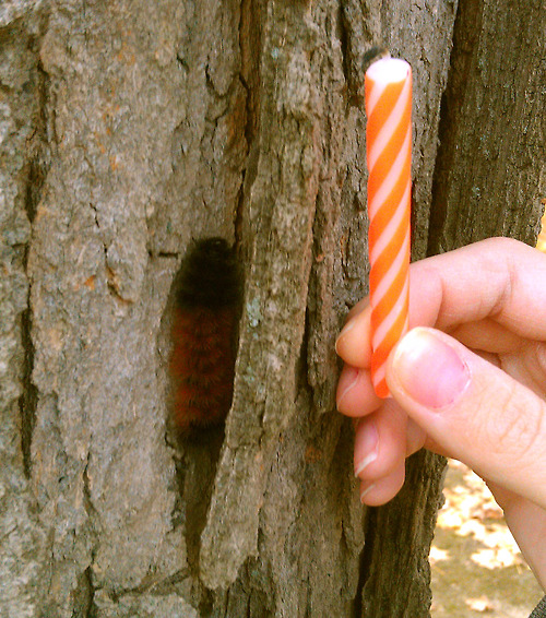 Caterpillar Birthday | The Mary Sue