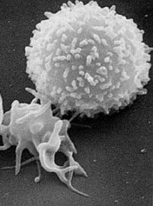 Fighting Cancer With Specially Trained Cells | The Mary Sue