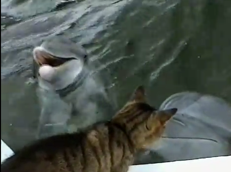 Cat and Dolphin Make Friends | The Mary Sue