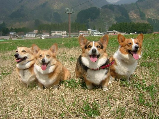 We Are Living in the Corgi Epoch: Here’s Why | The Mary Sue