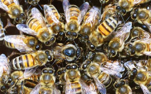 Scientist Creates Queen Flies | The Mary Sue