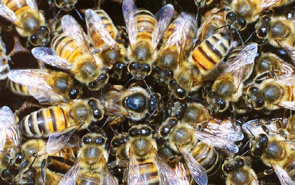 Scientist Creates Queen Flies | The Mary Sue