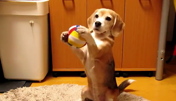 Beagle Puppy Catches Ball With Paws | The Mary Sue