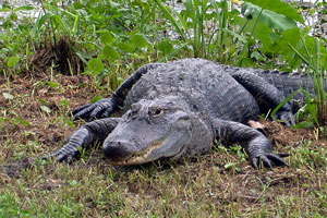 Alligator Fat Makes Efficient Biofuel | The Mary Sue