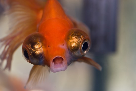 Study Finds Fish in Small Boring Tanks More Aggressive | The Mary Sue