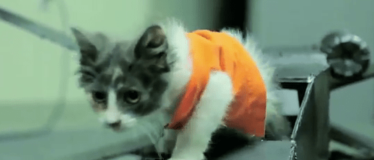 Jedi Kittens Strike Back | The Mary Sue