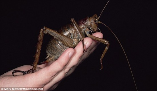 Man Finds Huge Giant Weta, Single Largest Insect on Record | The Mary Sue