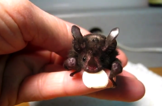 Lil Drac Cute Rescue Fruit Bat Learns to Fly | The Mary Sue