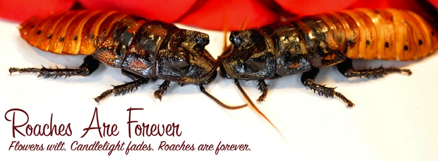 Name a Roach for Valentine's Day | The Mary Sue