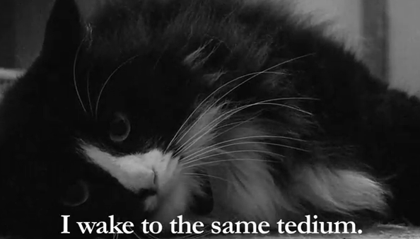 Henri the Ennui Cat and the Dog Response | The Mary Sue