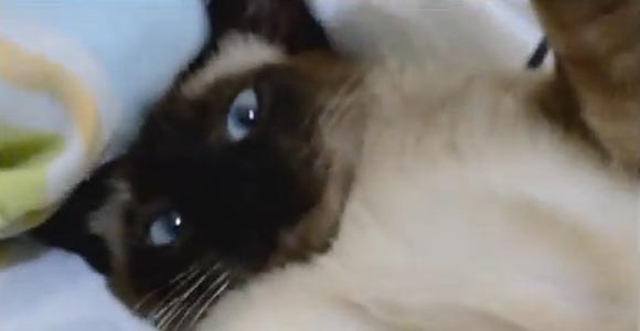 Here's A Cat Singing The Theme To HBO's Game of Thrones | The Mary Sue