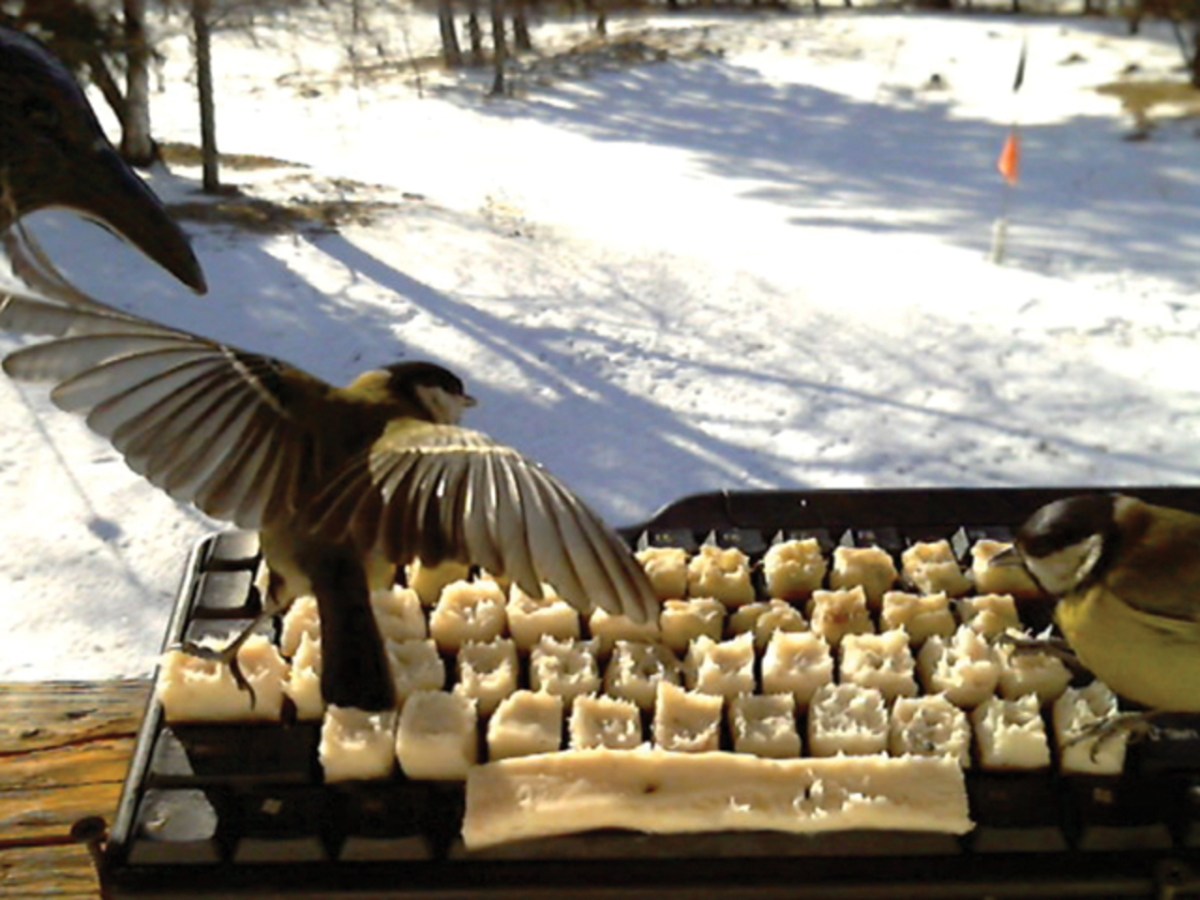 Real Birds Tweet With Their Own Twitter Account | The Mary Sue