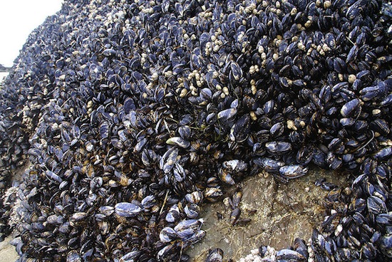 Mussel Adhesive Could Glue Blood Vessels Together | The Mary Sue