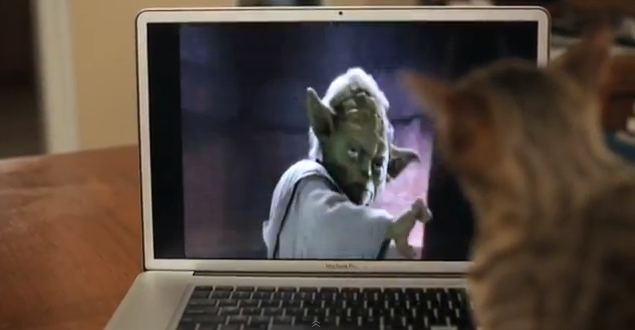 Here's A Cat Using The Force From Star Wars | The Mary Sue