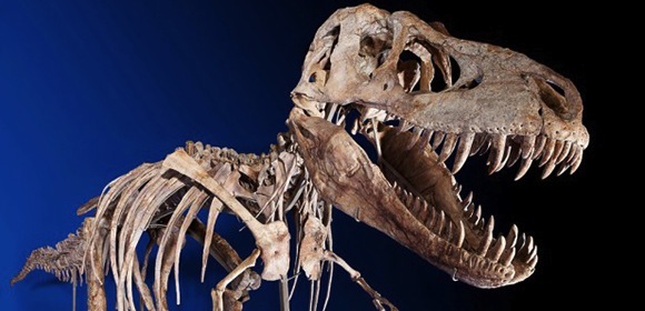 Florida Man Pleads Guilty to Smuggling Dinosaur Fossils | The Mary Sue