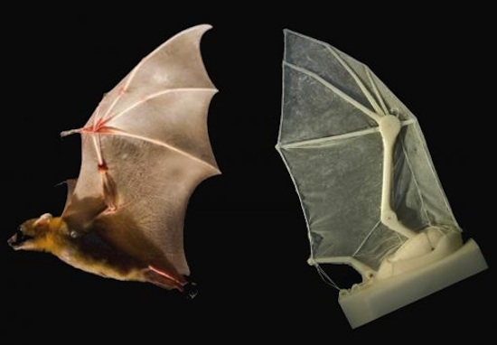 Robotic Bat Wing Developed at Brown University | The Mary Sue