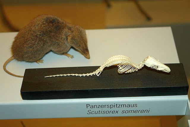 Thor's Hero Shrew Discovered With Incredible Spine | The Mary Sue