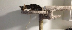 DIY Star Trek Cat Tree | The Mary Sue