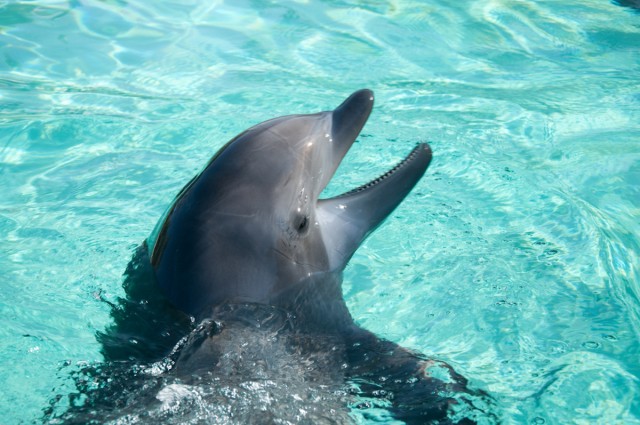 BBC Nature Film Shows Dolphins Get High on Puffer Fish Toxin | The Mary Sue