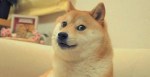 How the Heck Do You Pronounce “Doge,” Anyway? | The Mary Sue