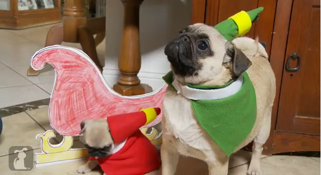 Christmas Elf Movie Recreated With Pug Dogs | The Mary Sue