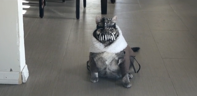 Batman Dark Knight Rises Bane Cat Parody | The Mary Sue