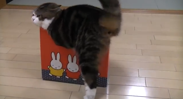 Monday Cute Cat Maru Boxes | The Mary Sue