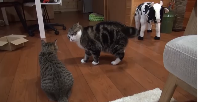 Maru's Internet Troll Coping Techniques | The Mary Sue