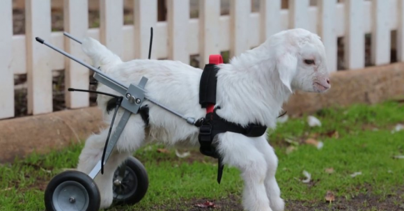 Frostie the Baby Goat Wheelchair | The Mary Sue