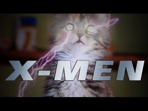 X-Men Kittens | The Mary Sue