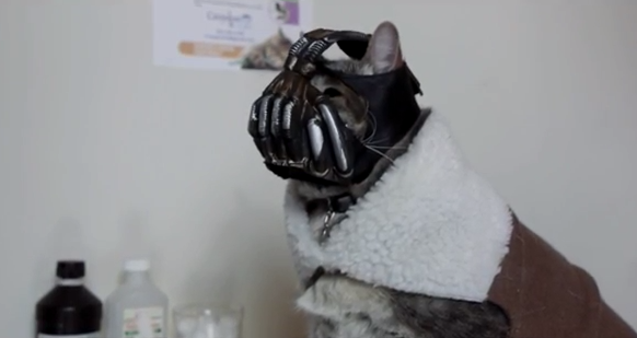 Dark Knight Batman Bane Cat Returns Villains Gotham | The Mary Sue