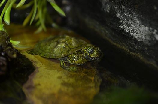 Two-Headed Turtle Thelma and Louise Dies at San Antonio Zoo | The Mary Sue