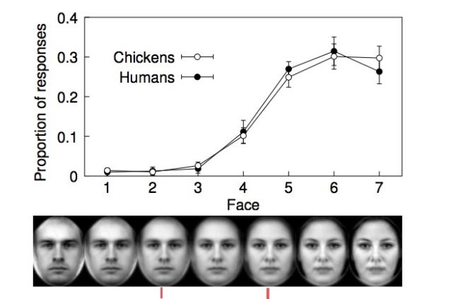 Chickens "Prefer" Beautiful Humans | The Mary Sue