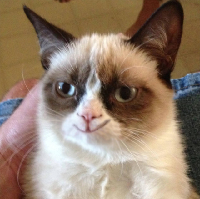 Aubrey Plaza Will Voice Grumpy Cat in TV Movie | The Mary Sue