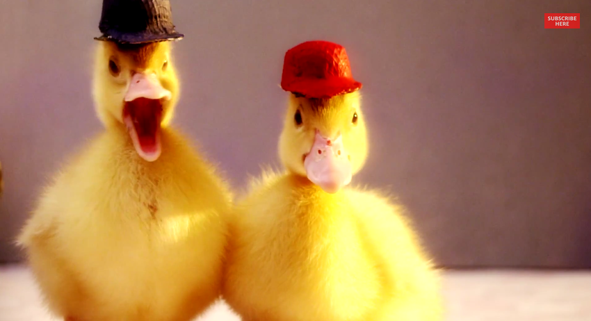 Oh My Disney DuckTales Theme Song Real Ducks Ducklings | The Mary Sue