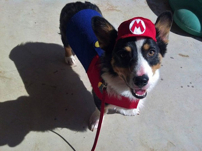 Things We Say Today: Corgi Cosplays As Mario | The Mary Sue