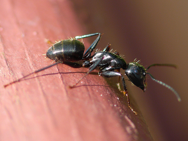 Today In Science: A "Gamergate" Is a Type Of Female Ant | The Mary Sue