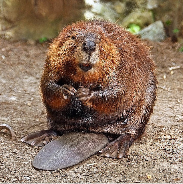 Canada Crowdfunding Mars Beaver Robot | The Mary Sue