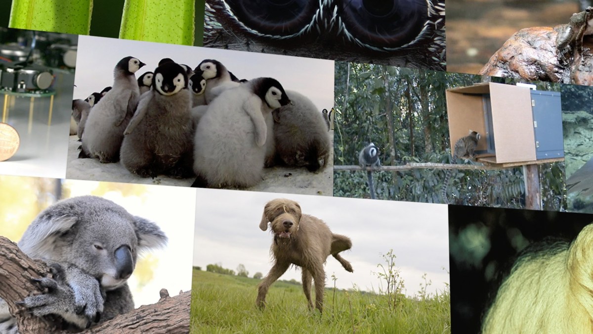 10 Cutest Animals in Science 2014 | The Mary Sue