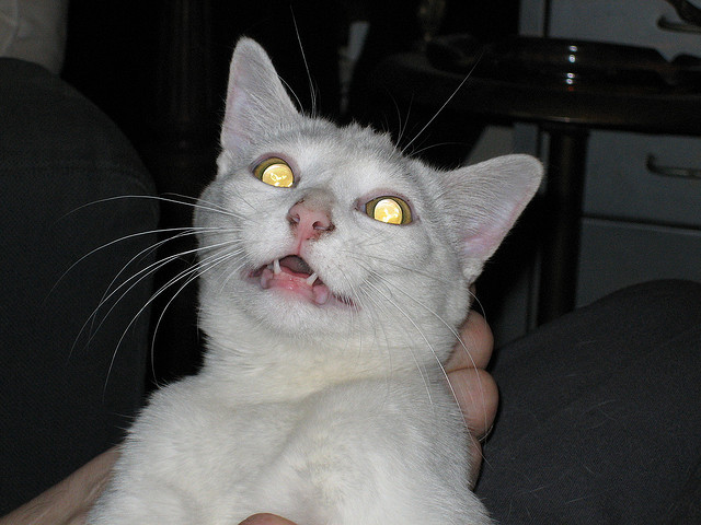 Zombie Cat Buried, Rises From The Dead 5 Days Later | The Mary Sue