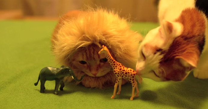 Monday Cute: One Of These Cats Is Dressed Like a Lion | The Mary Sue