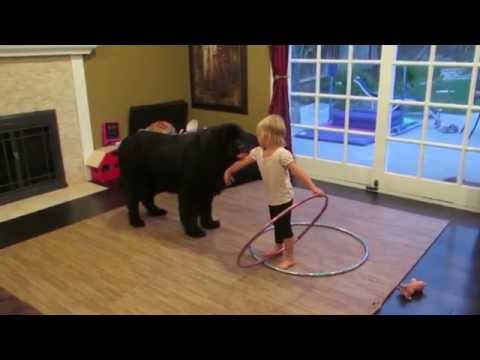 Tiny Girl Teaches Large Dog To Hula Hoop | The Mary Sue