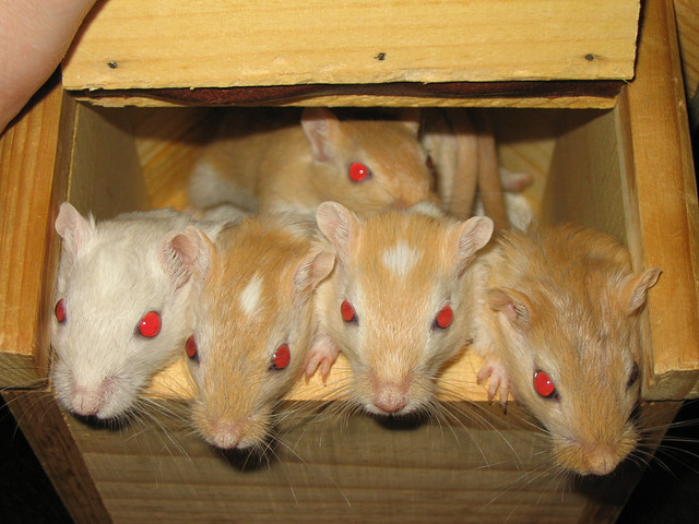 Gerbils Are Cute, Right? WRONG They Caused The Black Plague | The Mary Sue