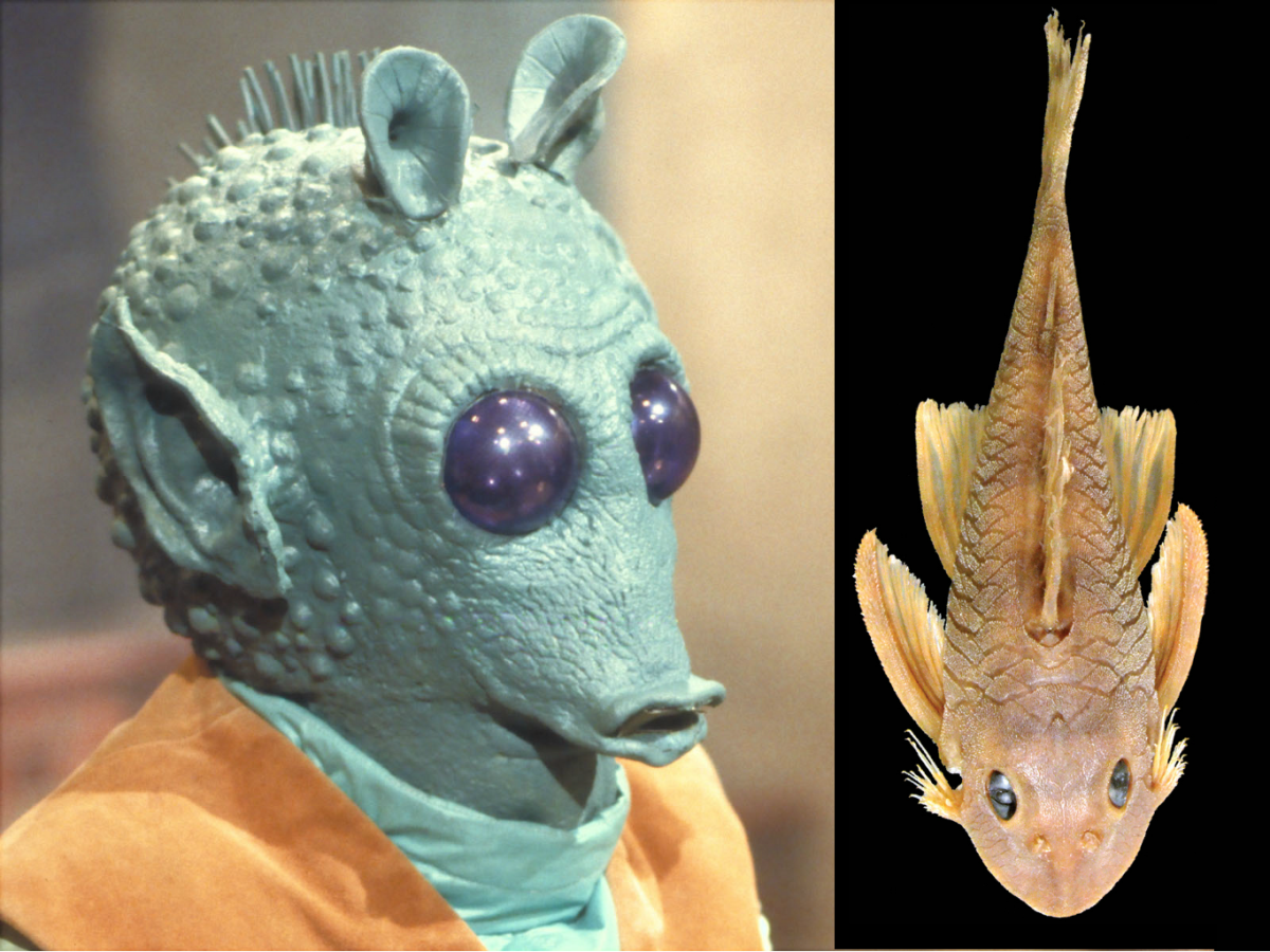New Fish Species Named After Star Wars Greedo | The Mary Sue