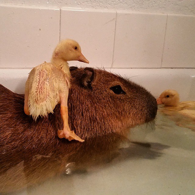 Monday Cute: Capybara and Duckies Bathe, Teach Us About Life | The Mary Sue