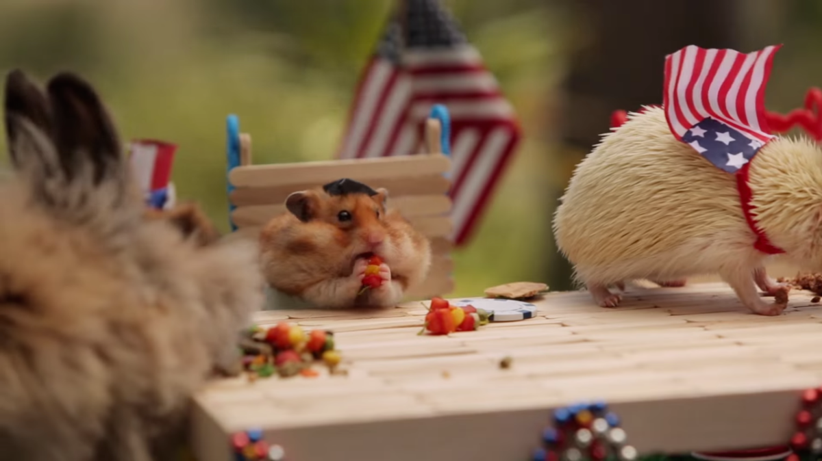 Holiday D'aww: Fourth of July with Tiny Hamster and Pals | The Mary Sue