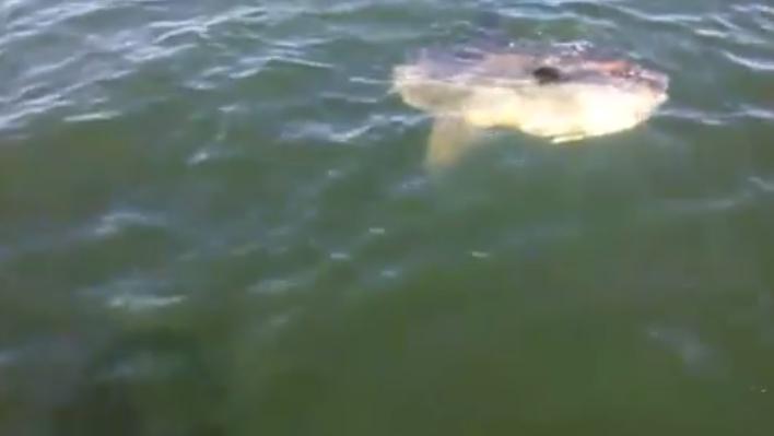 Extremely Pumped Man Discovers Sunfish | The Mary Sue