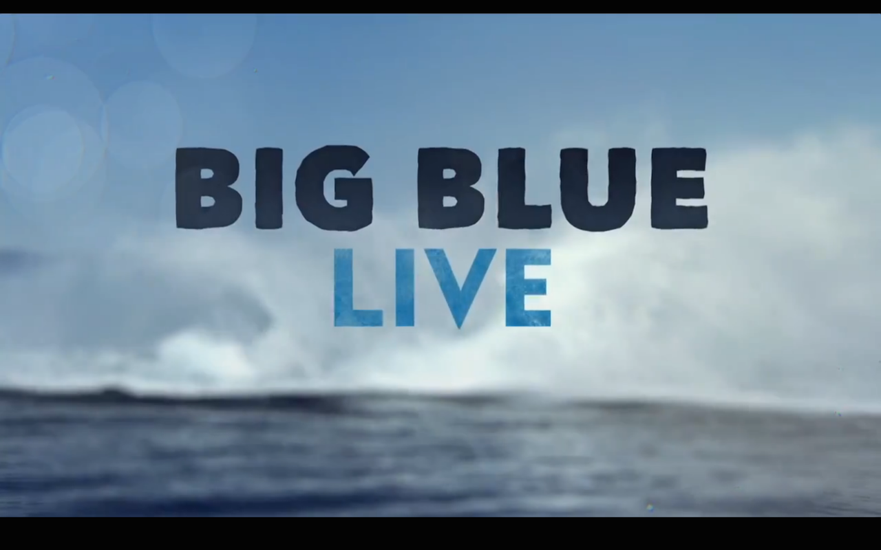 Big Blue Live!, a Live TV Show About Otters and Whales | The Mary Sue