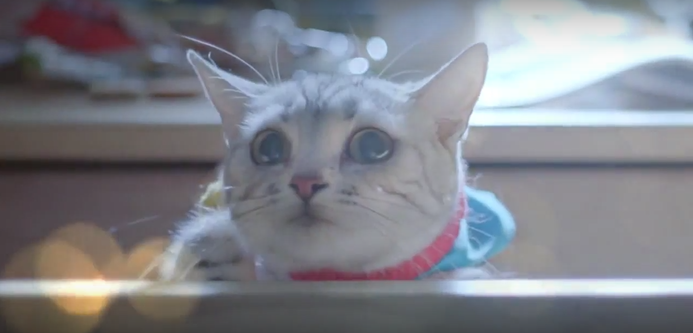 China's Real Life Version of Doraemon... Real Cats! | The Mary Sue