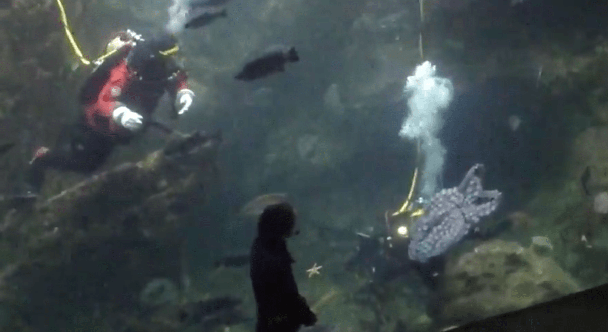 Aquarium Cancels Octopus Mating Because Cannibalism | The Mary Sue